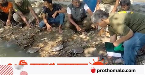 বিপন্ন ‘বাটাগুর বাসকা কচ্ছপ ফেরানোর উদ্যোগ প্রথম আলো