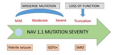 Spectrum Of Clinical Phenotypes In Scn1a Gene Download Scientific