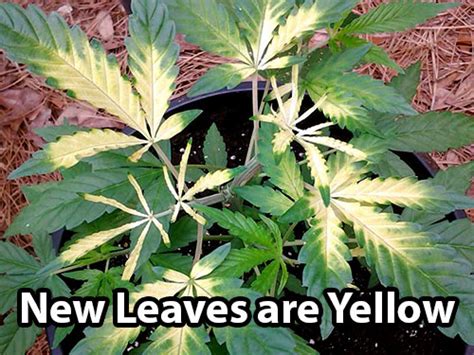How To Fix Cannabis Iron Deficiency Fe Pics And Symptoms