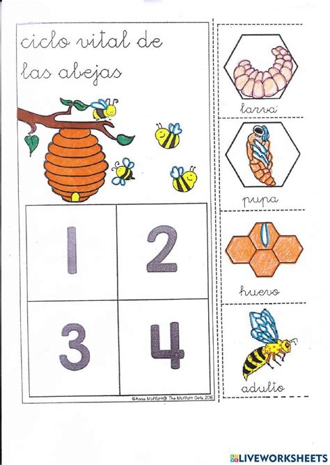 Ciclo De Las Ab… Free Interactive Worksheets 931378