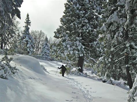 The Yosemite Peregrine Lodge Cross Country Ski Yosemite National Park