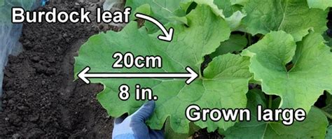 Burdock Root Harvest Time Growing Burdock Root From Seed Arctium Lappa Burdock How To Grow