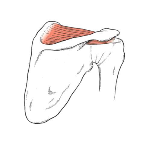 Muscles Of The Shoulder And Scapula Flashcards Quizlet