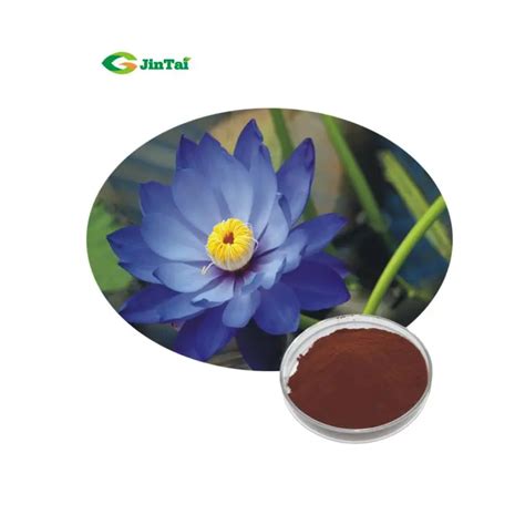 Blue Lotus Flower Extract Powder 100 1 Solvent Extraction