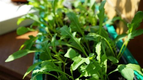 Як легко виростити руколу на підвіконні — чотири правила для свіжої зелені Читайте на Ukr Net