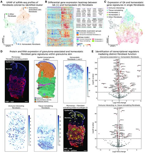 Structural Cells Promote Local Inflammation And Tissue Remodeling In Download Scientific