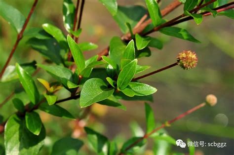 轻舞飞扬细叶水团花与团花 搜狐大视野 搜狐新闻