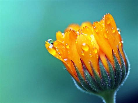 ดอกไม้สีส้ม รูปภาพดอกไม้สวยๆ