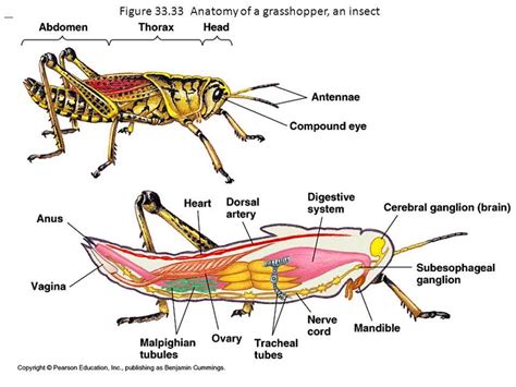 The Inner Workings Of A Grasshopper Unveiling Its Anatomy