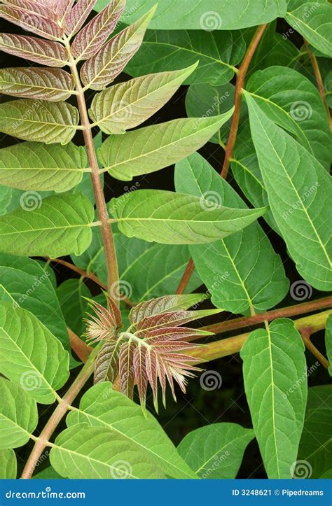 Tree Of Heaven Stock Image Image Of Green Stinking Plant 3248621