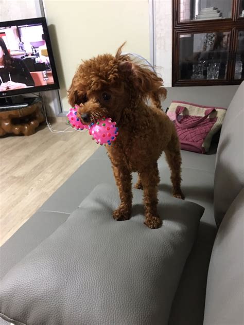 토이푸들 털색 질문입니다 지식in