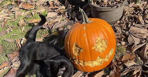 Peanut Butter Squirrel Pumpkin Carving Album On Imgur