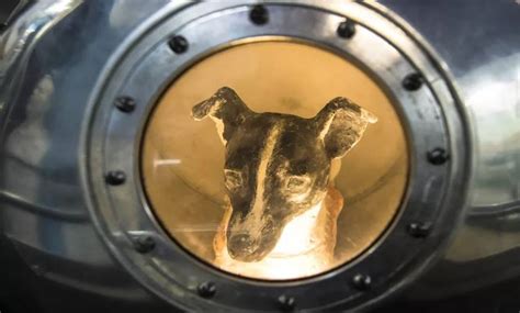 Uzay Köpeği Laika Dünyanın Yörüngesine Giren Ve Hayatını Kaybeden İlk
