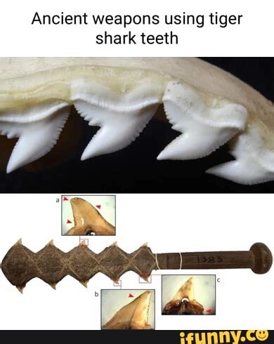 Ancient Weapons Using Tiger Shark Teeth IFunny