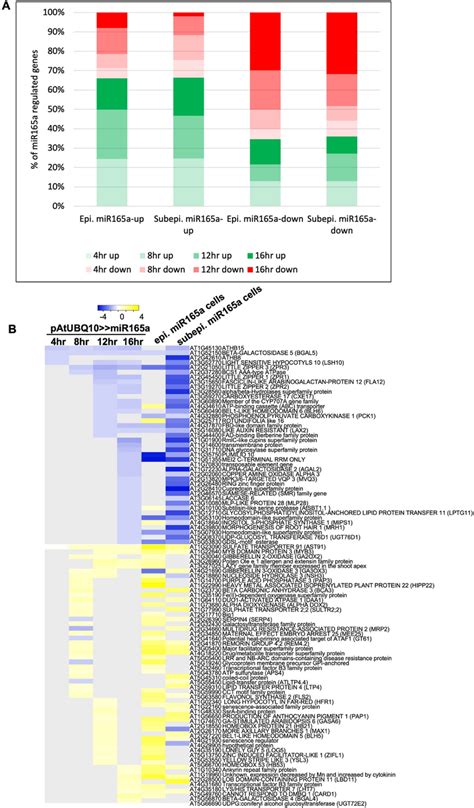 Integrated Analysis Of Both Rna Seq Experiment A Each Stacked Bar Download Scientific