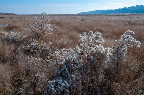 Valley Of The Tiligul Estuary With Salt Marshes Drying Aster Tripolium Plants With Seeds And