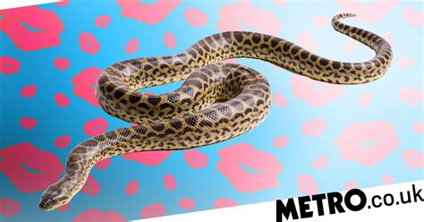 What Is The Anaconda Sex Position Chris From Love Island Loves Metro