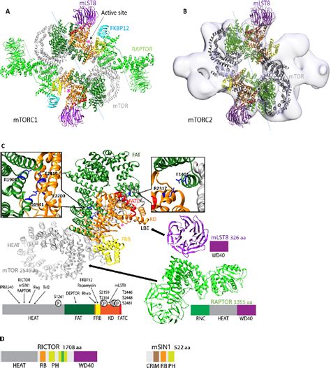 Structural Analysis Of Cell Signaling Complexes Semantic Scholar