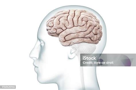 Cerebral Cortex Or Hemisphere Profile View With Body Accurate 3d Rendering Illustration