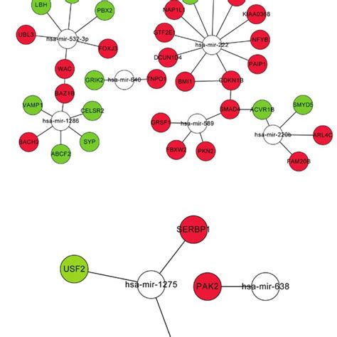 Up And Downregulated Mirna Target Genes Network A Upregulated Download Scientific Diagram