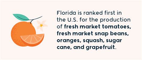 55 Fun Facts About Florida To Know Before Your Next Trip