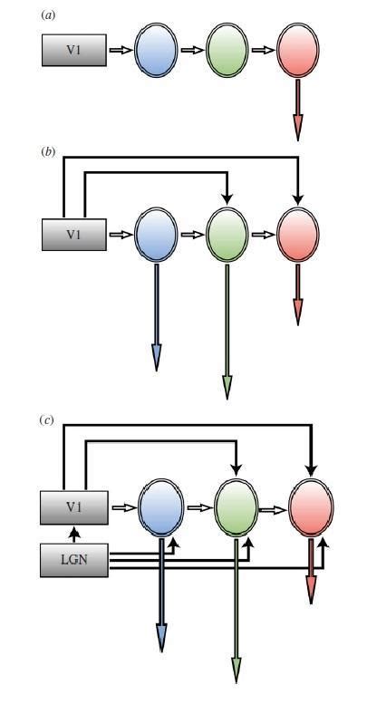 Parallel Processing In The Visual Cortex Adapted From 12 Download Scientific Diagram