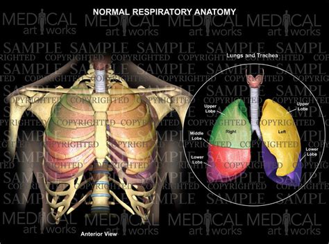 Lung Anatomy Alveoli