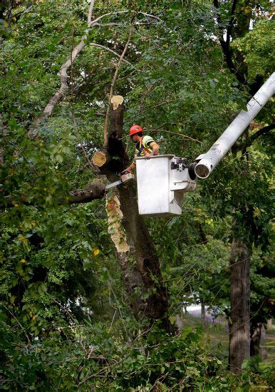 Man Trims Dangerous Tree Limbs Chainsaw Editorial Stock Photo Stock Image Shutterstock