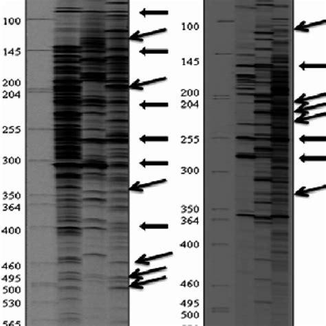 Expression Patterns Of Within Breed Age Specific Transcripts Revealed Download Scientific