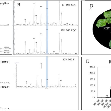 GC MS Analysis Of Products In Brassica Campestris Leaves A GC MS Download Scientific Diagram