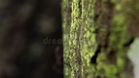 Close Up Of Leaf Cutter Ants Carrying Leaf In The Rainforest Of Ecuador Stock Video Video Of