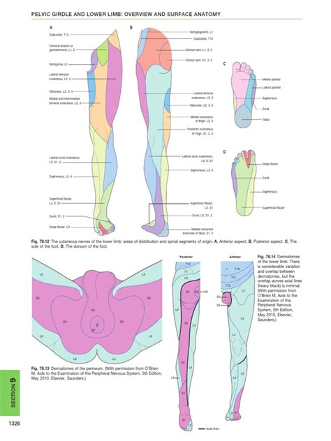 Dermatomes Lower Limb Pdf Human Leg Anatomical Terms Of Location