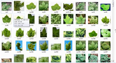 基于cnn的棉花不同病害叶识别（python代码，pytorch框架，代码有详细中文注释，准确率在90 以上） 利用cnn进行图像识别病虫害代码要验证准确率代码 csdn博客