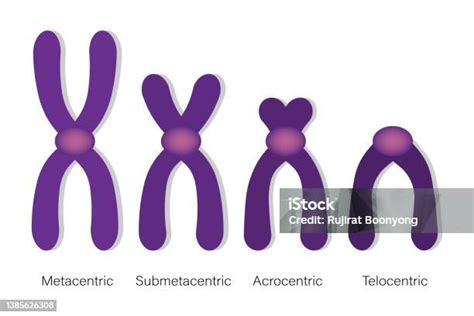 Ilustración De Tipo De Cromosoma Metacéntrico Submetacéntrico