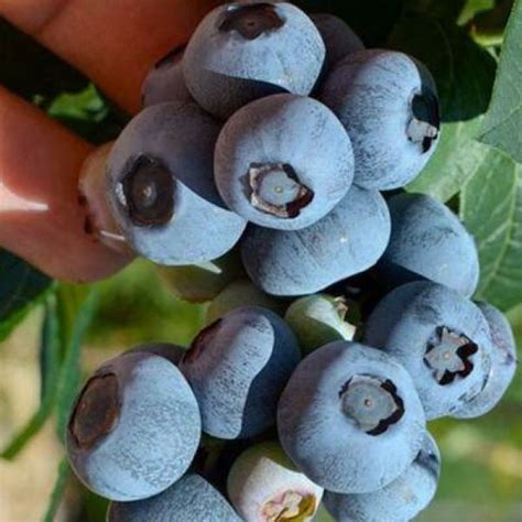 Саженцы голубики джорма купить в Москве по цене от 1000 рублей