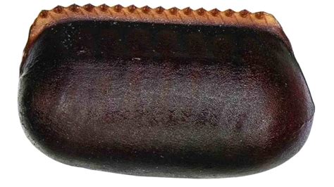 What Do Cockroach Eggs Look Like And How To Get Rid Of Them