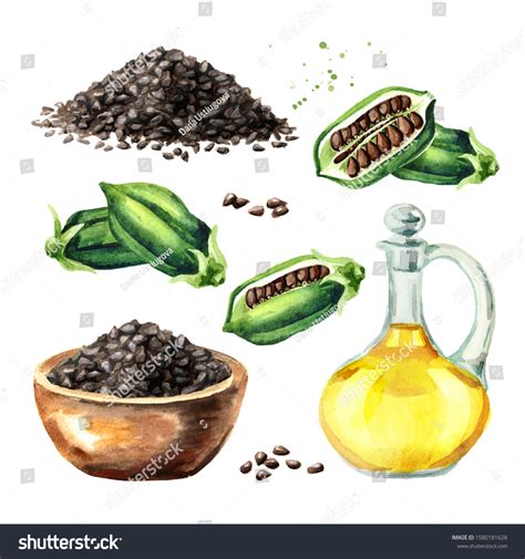 Oil Seed Crop Images Stock Photos Vectors Shutterstock