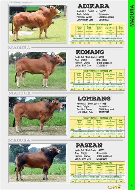 Semen Beku Sexing Sapi Madura SiFoya BBIB Singosari