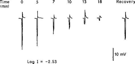 Figure 10 From Modulation Of Cone Horizontal Cell Activity In The