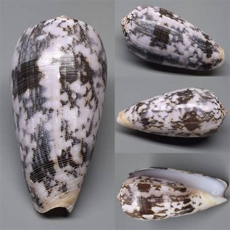Conus Striatus 3644898