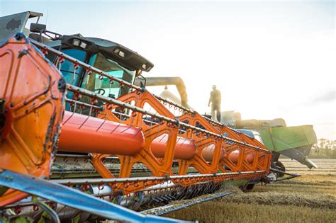 화창한 여름 날과 구름이있는 푸른 하늘을 배경으로 수확기 수확을 결합하여 잘 익은 황금 밀을 밭에서 채취하십시오 농업 산업의 이미지 기계류에 대한 스톡 사진 및 기타 이미지