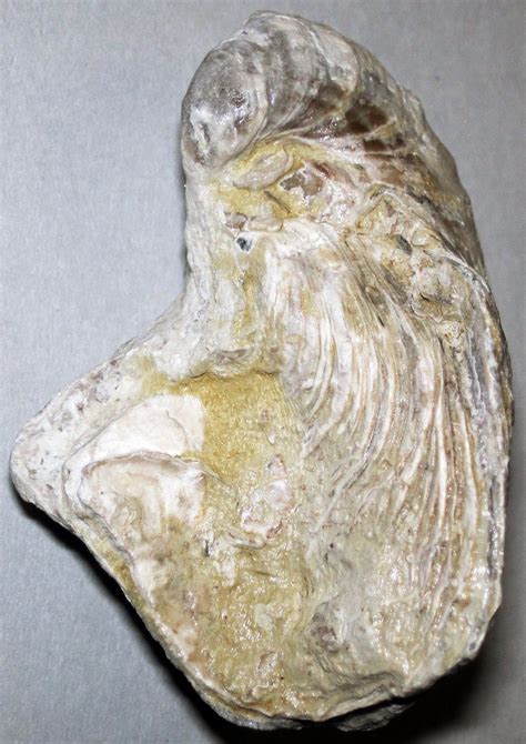 Texigryphaea Mucronata Fossil Oyster Walnut Formation Lower