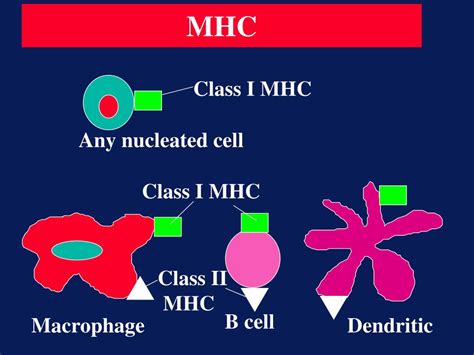 PPT MHC Genetics And Transplantation PowerPoint Presentation Free