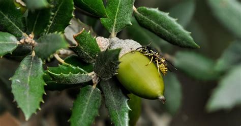 오크 초록 도토리 Pixabay의 무료 사진