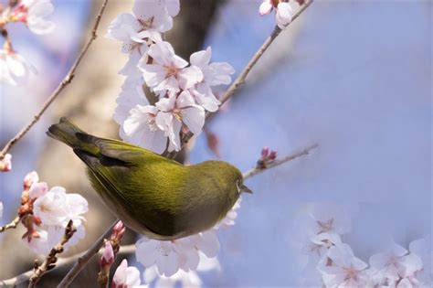 コヒガンザクラとメジロ Kazuko s Gallery 2