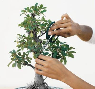 How To Prune The Bonsai Trees