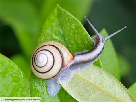 4 Infos Insolites Sur Lescargot Yahoo Style France