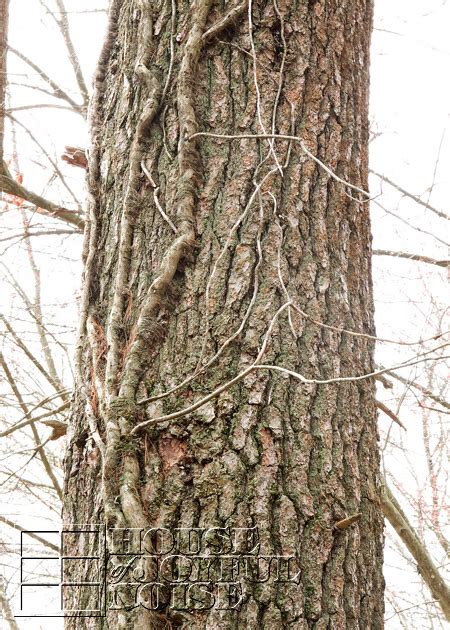 Maple Sugar House Field Trip Homebabeing