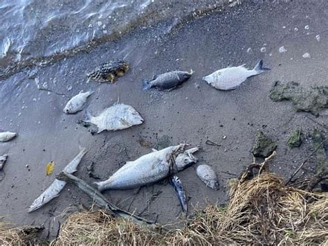 Умряла риба в река Черна