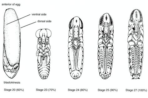 Grasshopper Development Embryology Grasshopper Development Embryology